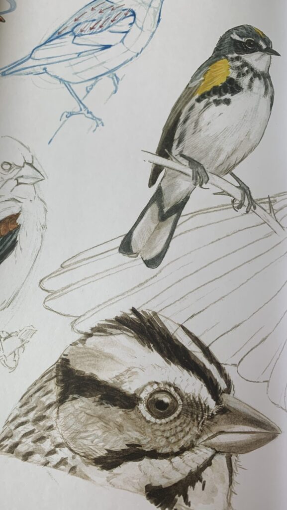 Adult Studio Classes - Cameron Art Museum